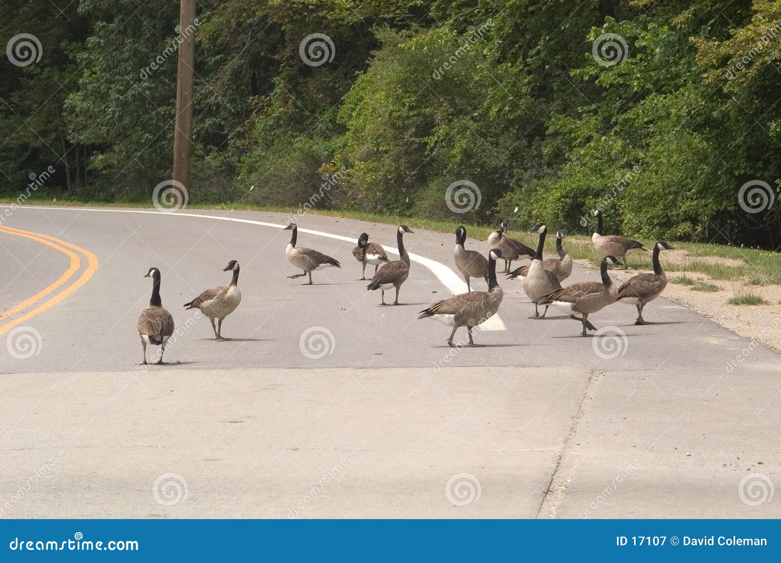 Goose crossing stock image. Image of street, road, lines - 17107
