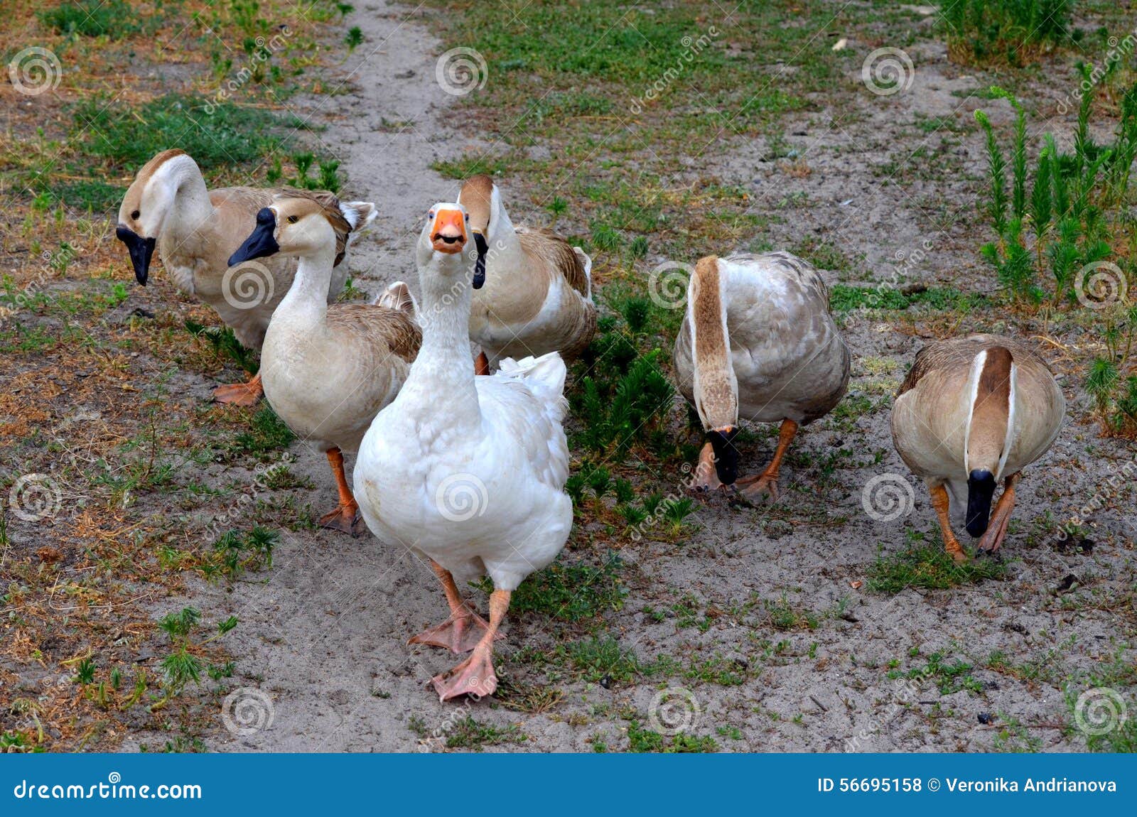 Goose dance stock photo. Image of goose, ladybug, running - 56695158