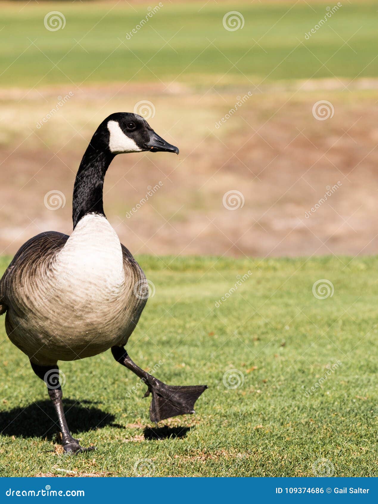 Goose Dance at the Golf Course Stock Photo - Image of bird, gander ...