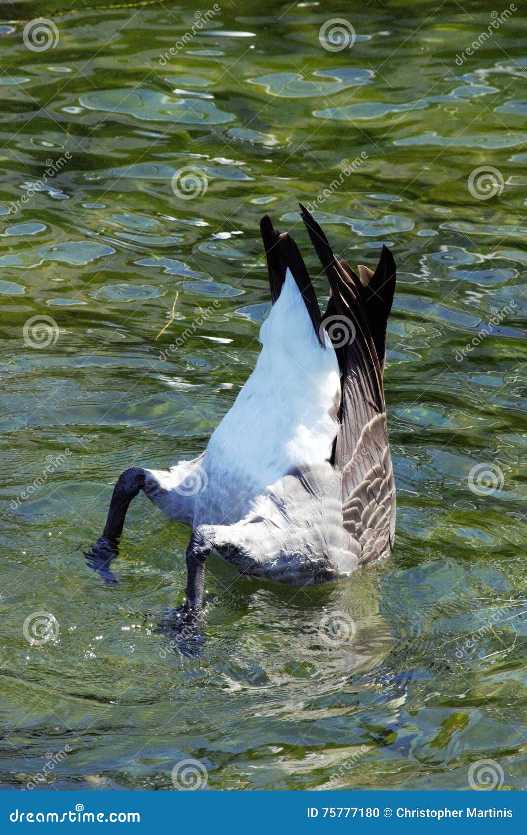 Goose Dive stock photo. Image of city, lake, animal, water - 75777180