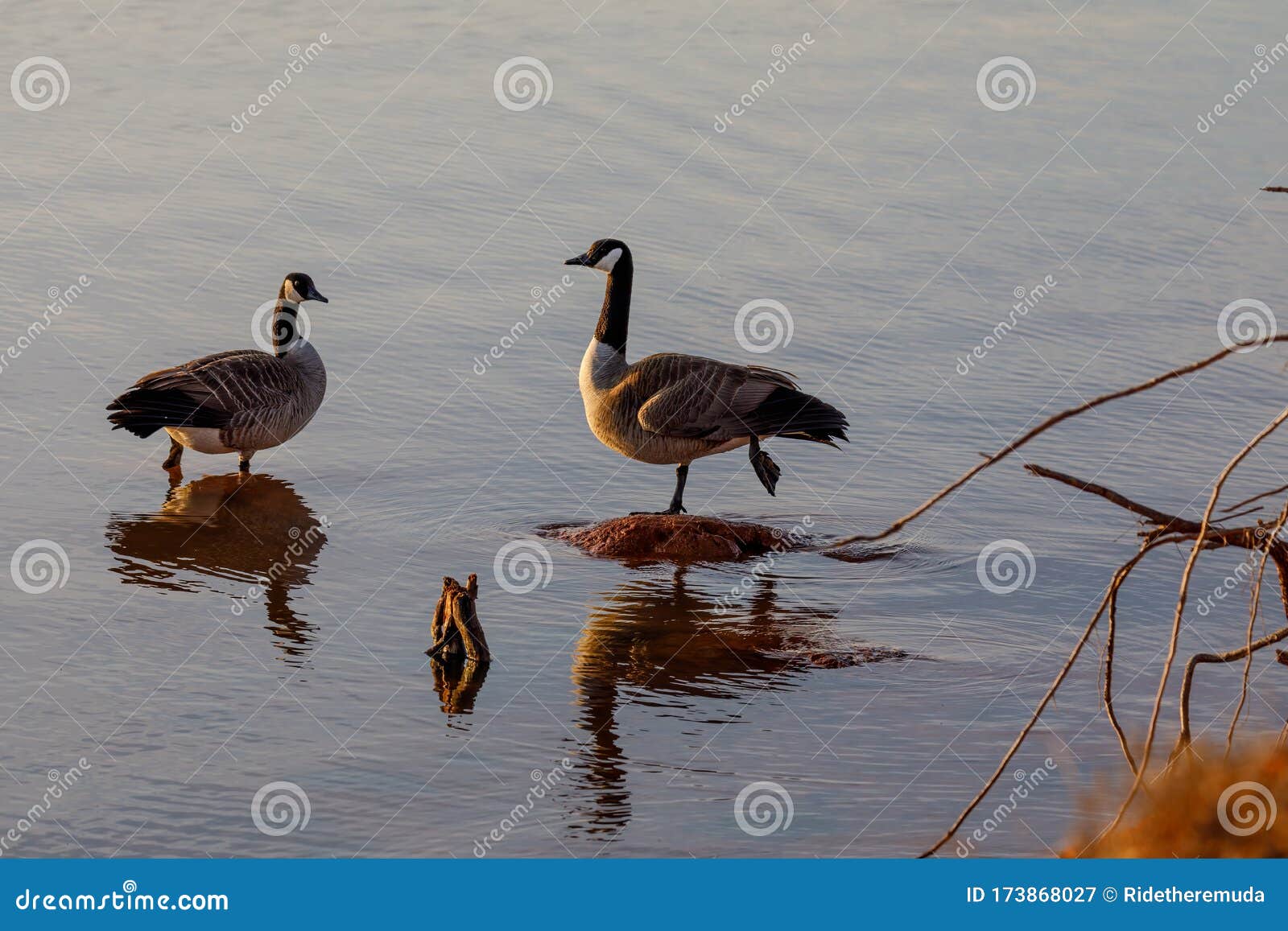 Geese at the lake stock image. Image of america, feathers - 173868027