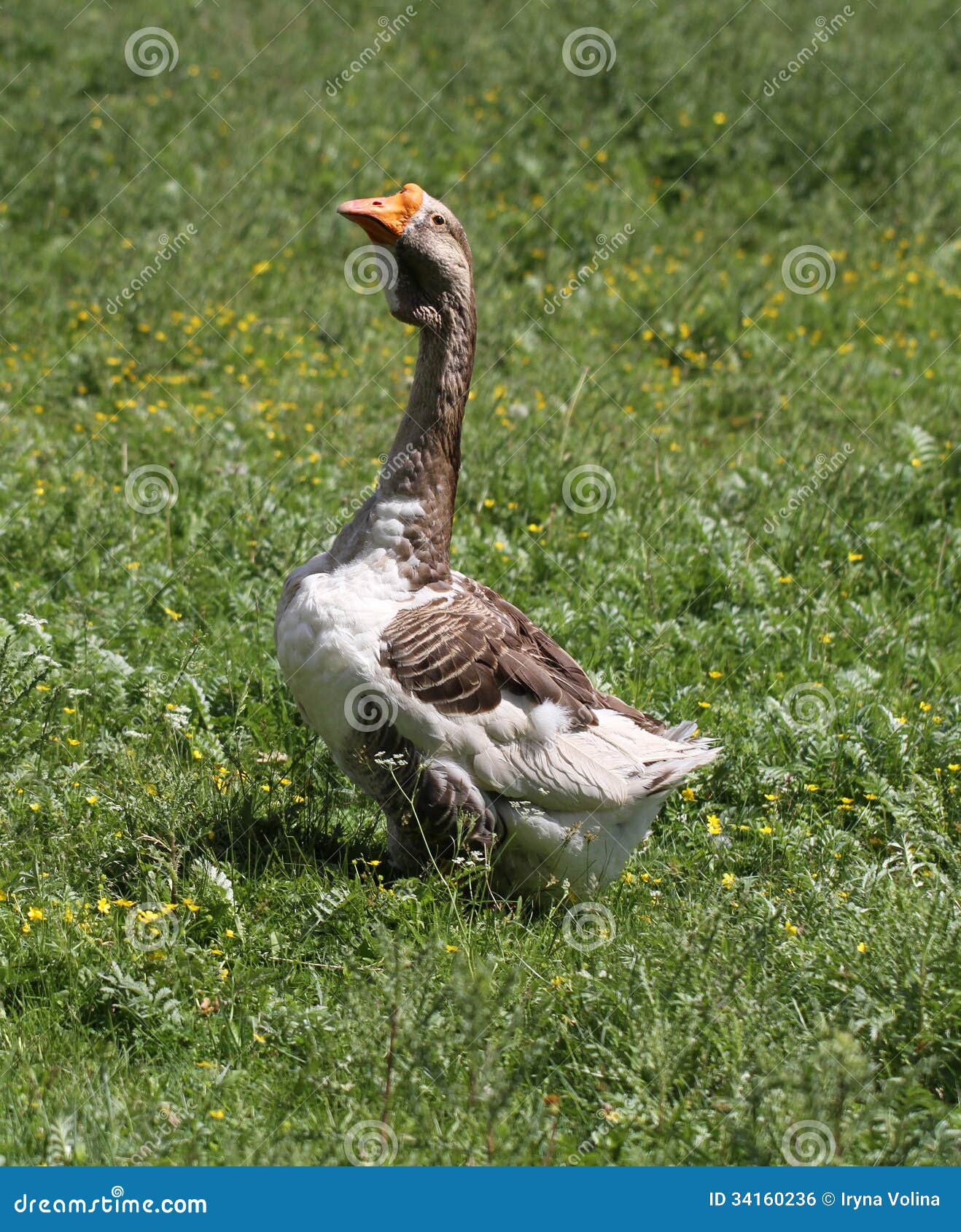 Goose stock photo. Image of nature, domestic, focus, agriculture - 34160236