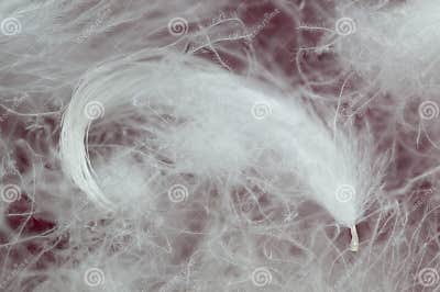 Goose down stock image. Image of downy, grey, flow, float - 14225119