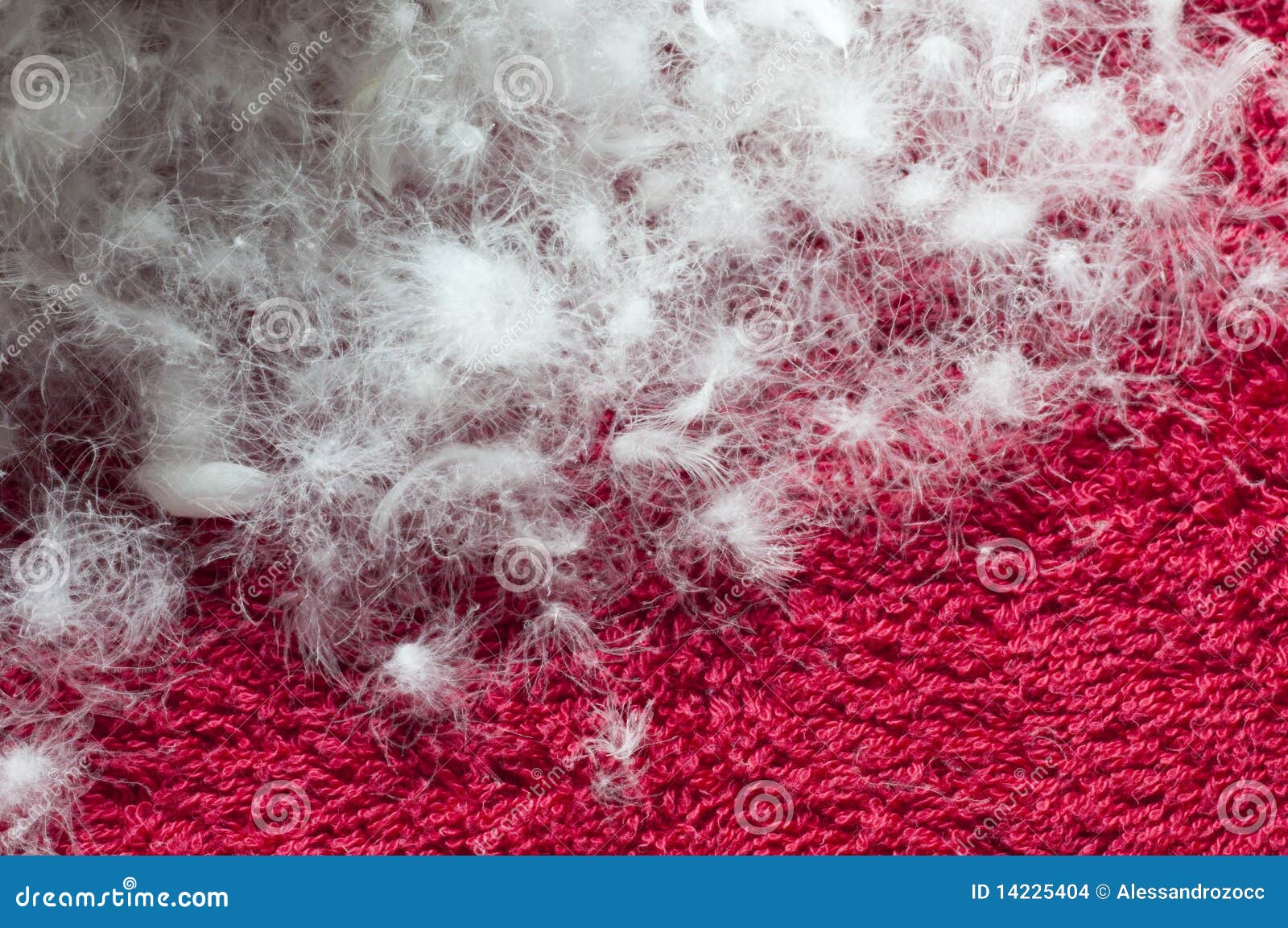 Goose down stock photo. Image of soft, structure, downy - 14225404