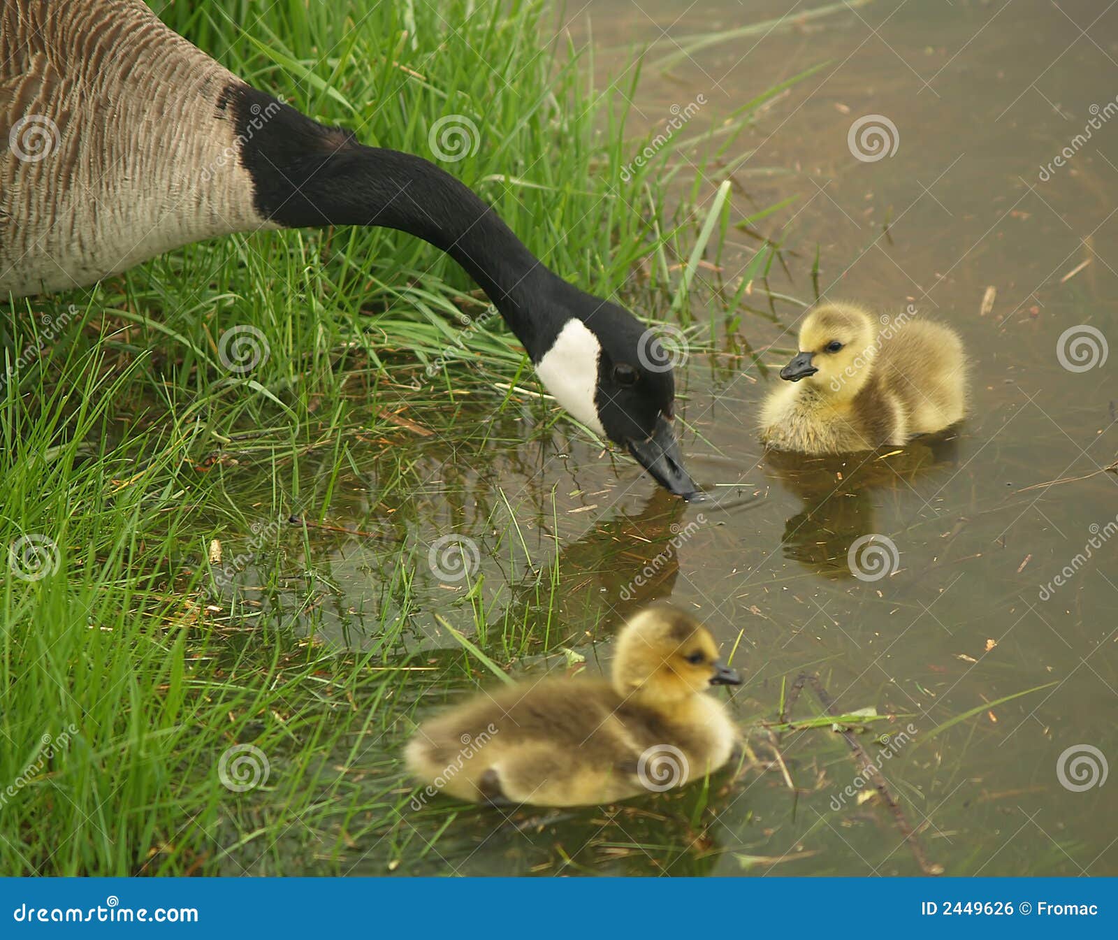 Goose Drinking stock photo. Image of grass, beak, pinfeathers - 2449626