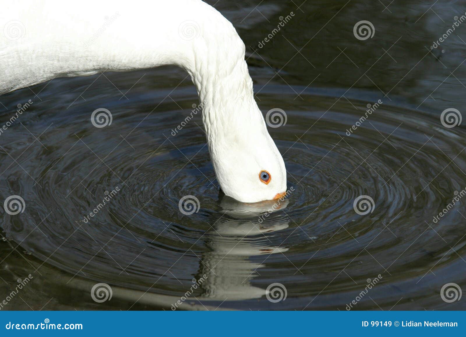 Goose drinking stock image. Image of security, animal, water - 99149