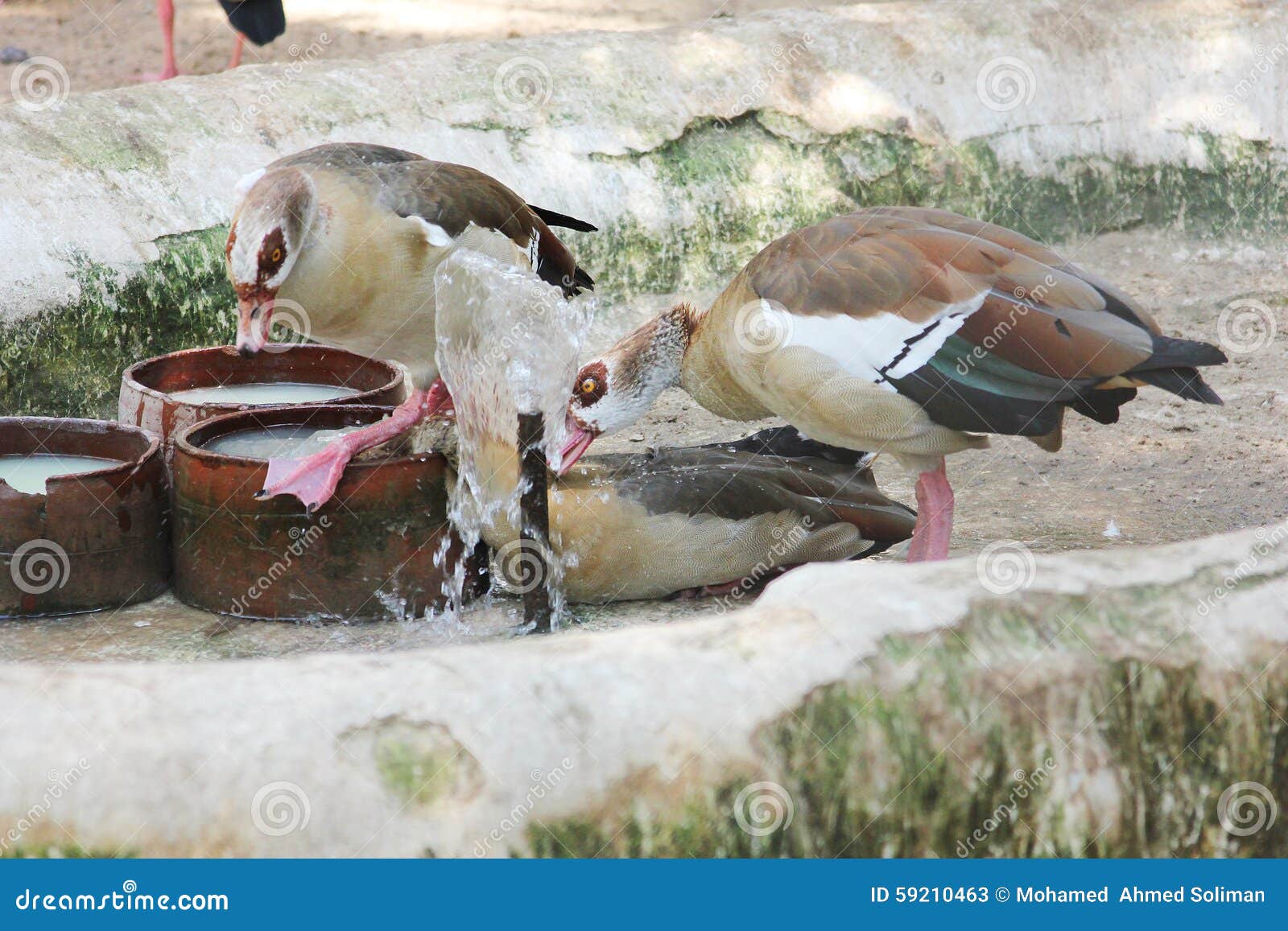Goose Drinking at the Egyptian Zoo Stock Image - Image of birds, geese ...