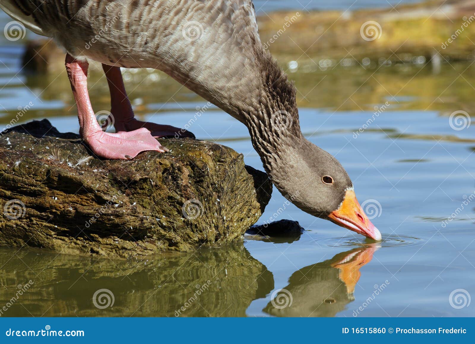Goose drinking water stock photo. Image of wild, lake - 16515860