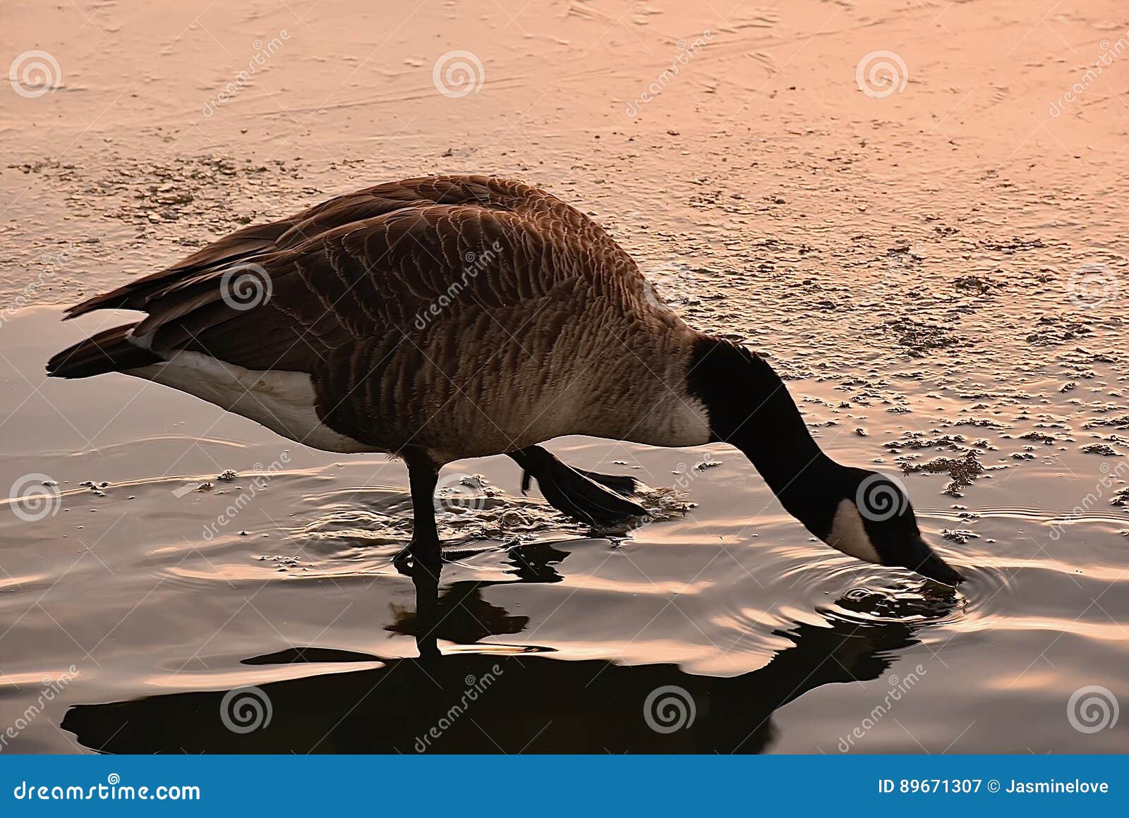 Goose Drinking Water , Golden Hour. Stock Image - Image of beak, lake ...