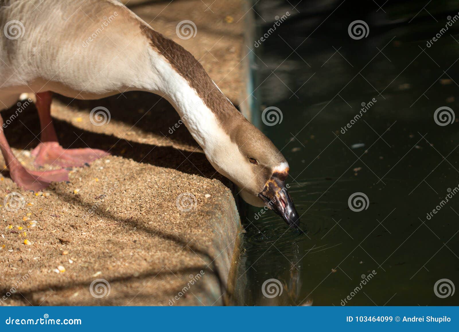 Goose drinking water stock image. Image of brown, countryside - 103464099