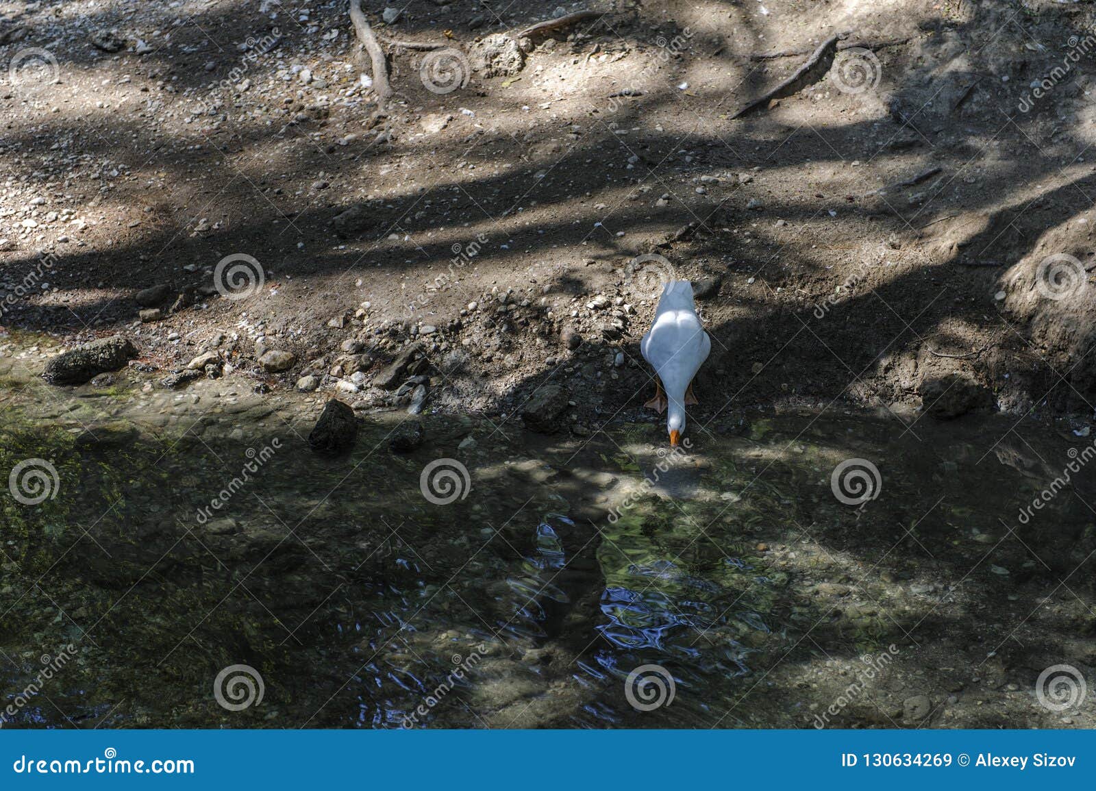 A goose drinking water stock image. Image of water, reptile - 130634269