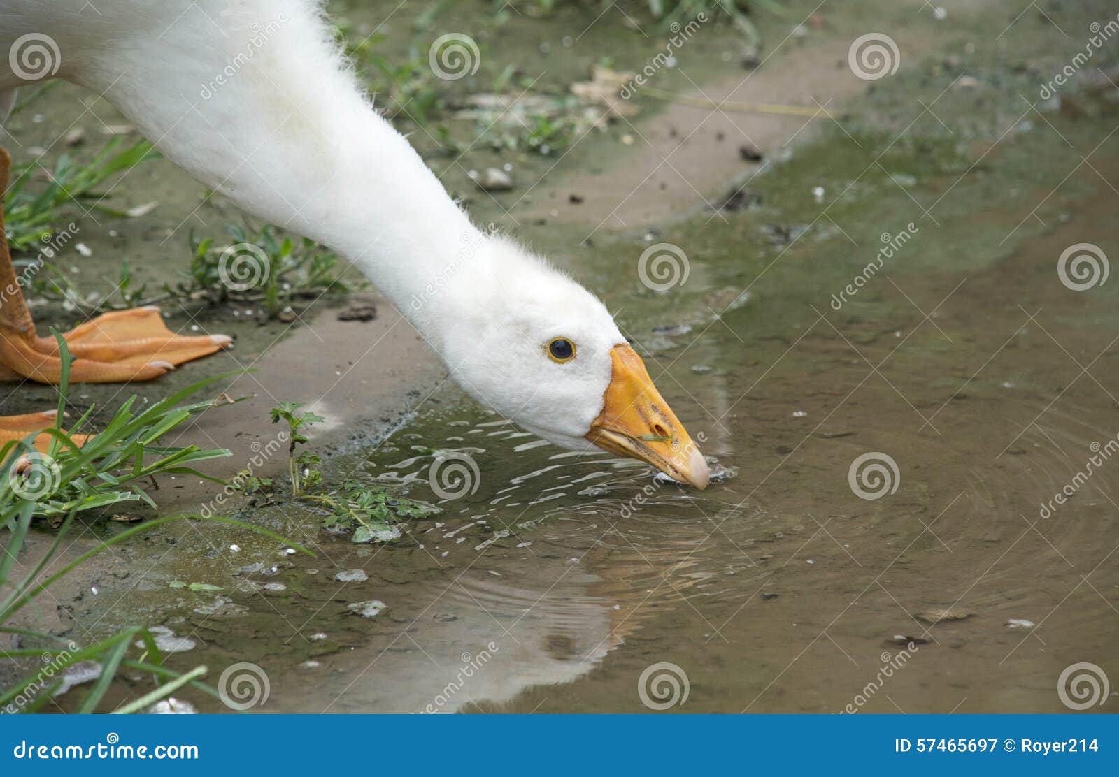 Goose Drinking stock image. Image of feathers, drinking - 57465697