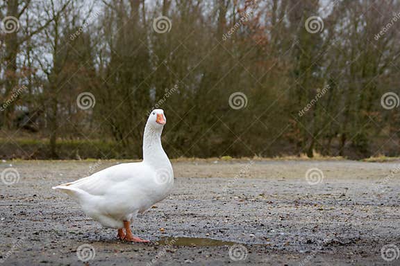Goose Drinks Water from a Puddle Stock Photo - Image of animals, birds ...