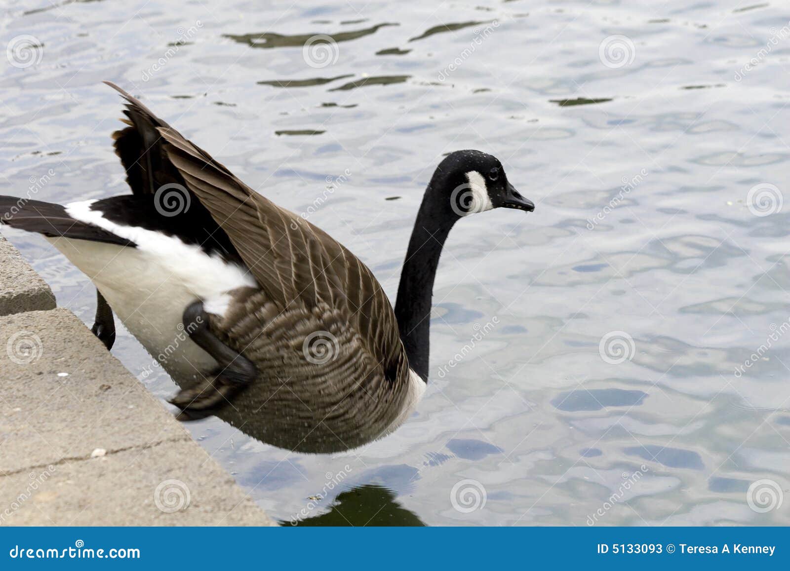 Goose Drop stock image. Image of comical, jumps, jump - 5133093