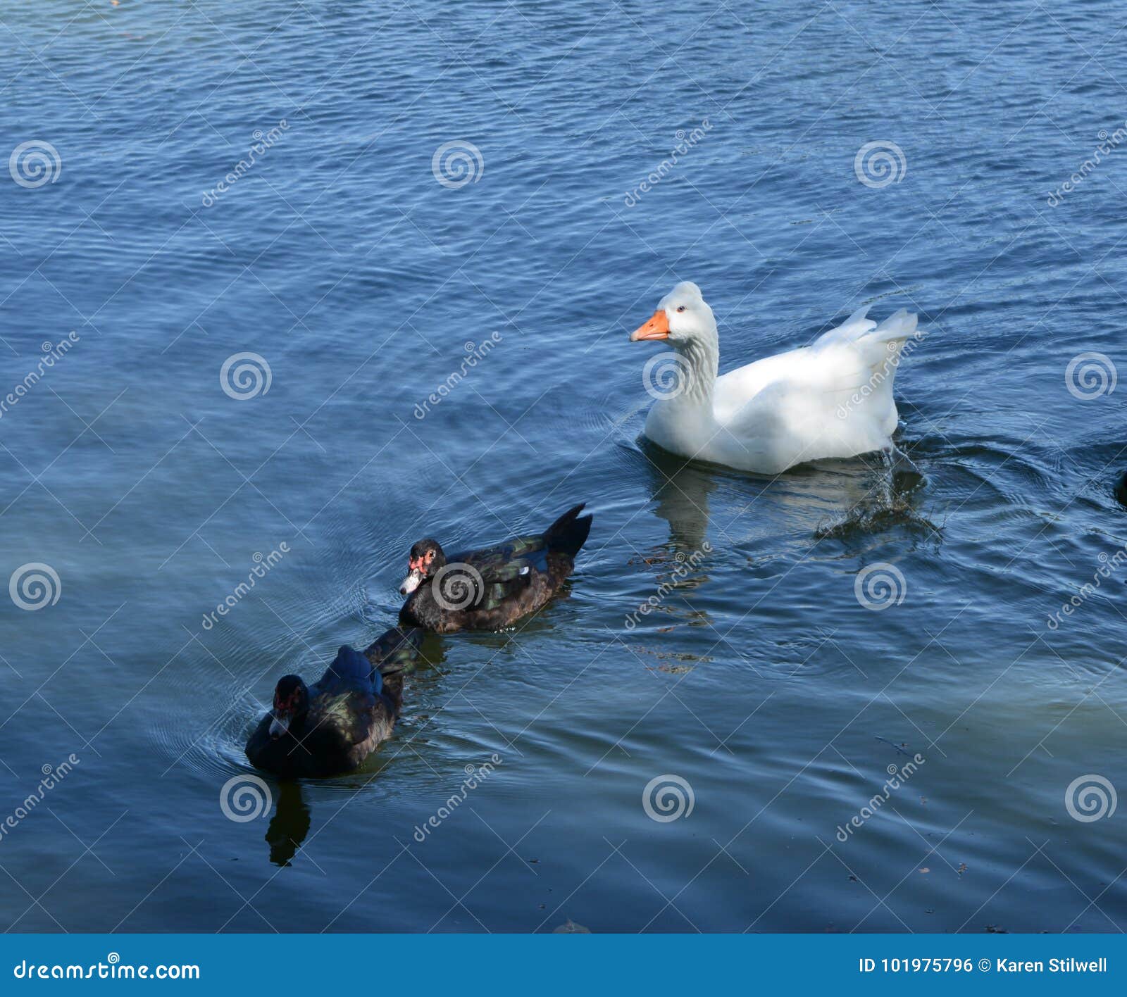 Goose and Ducks stock photo. Image of green, lake, swim - 101975796