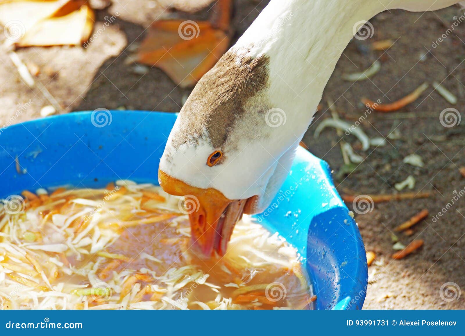 Goose Eating Cabbage from a Pelvis at the Poultry Yard Stock Image ...