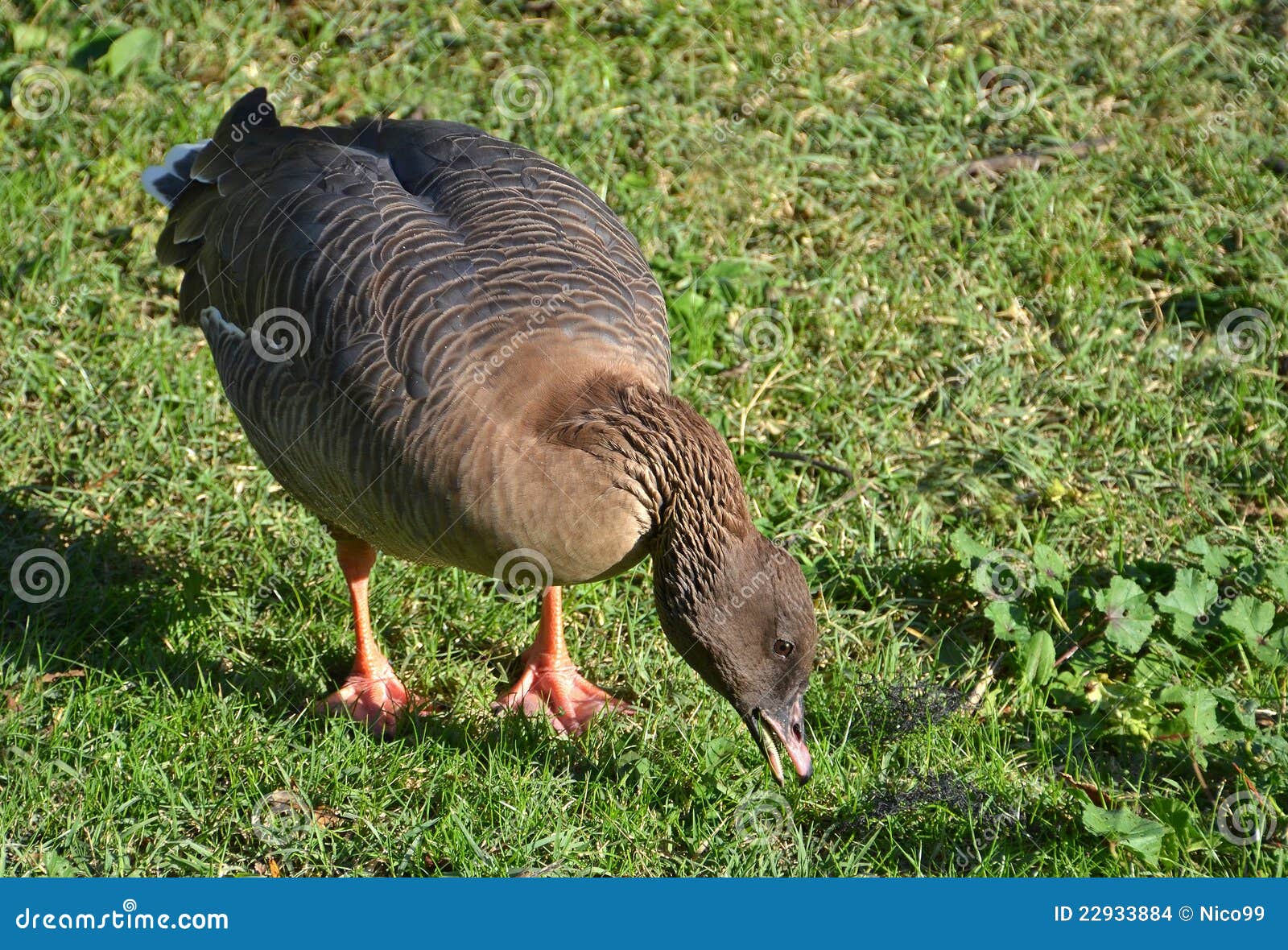 Goose eating grass stock photo. Image of meadows, parks - 22933884