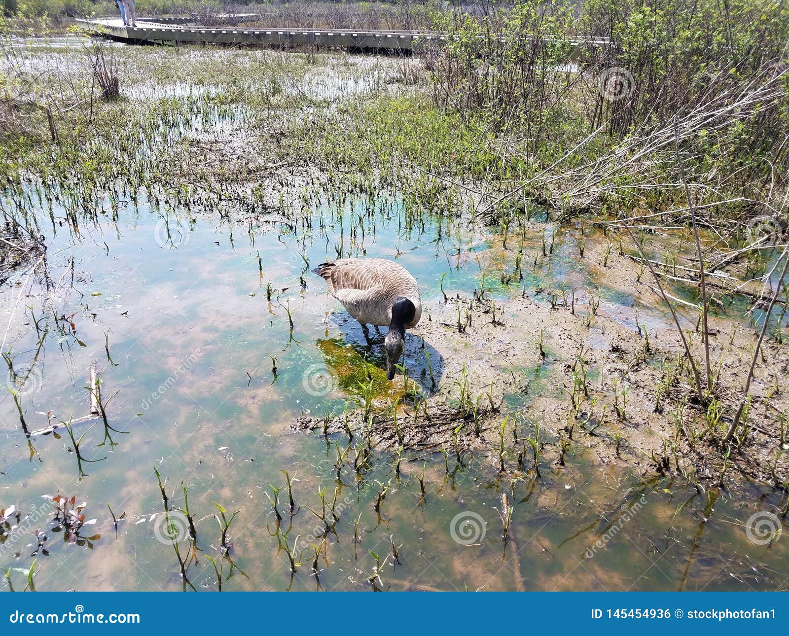 Goose Eating in Muddy Water with Plants and Algae Stock Photo - Image ...