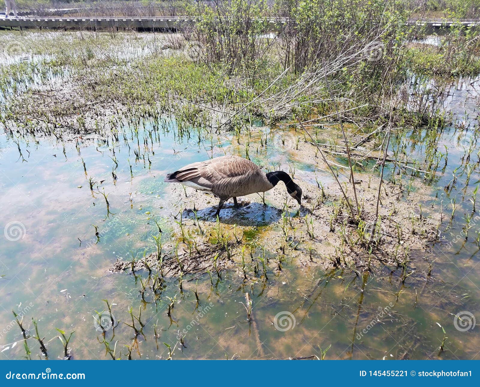 Goose Eating in Muddy Water with Plants and Algae Stock Image - Image ...
