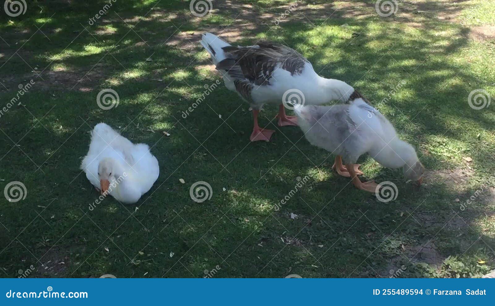 Goose in Eating and Walking Stock Footage - Video of animals, feathers ...
