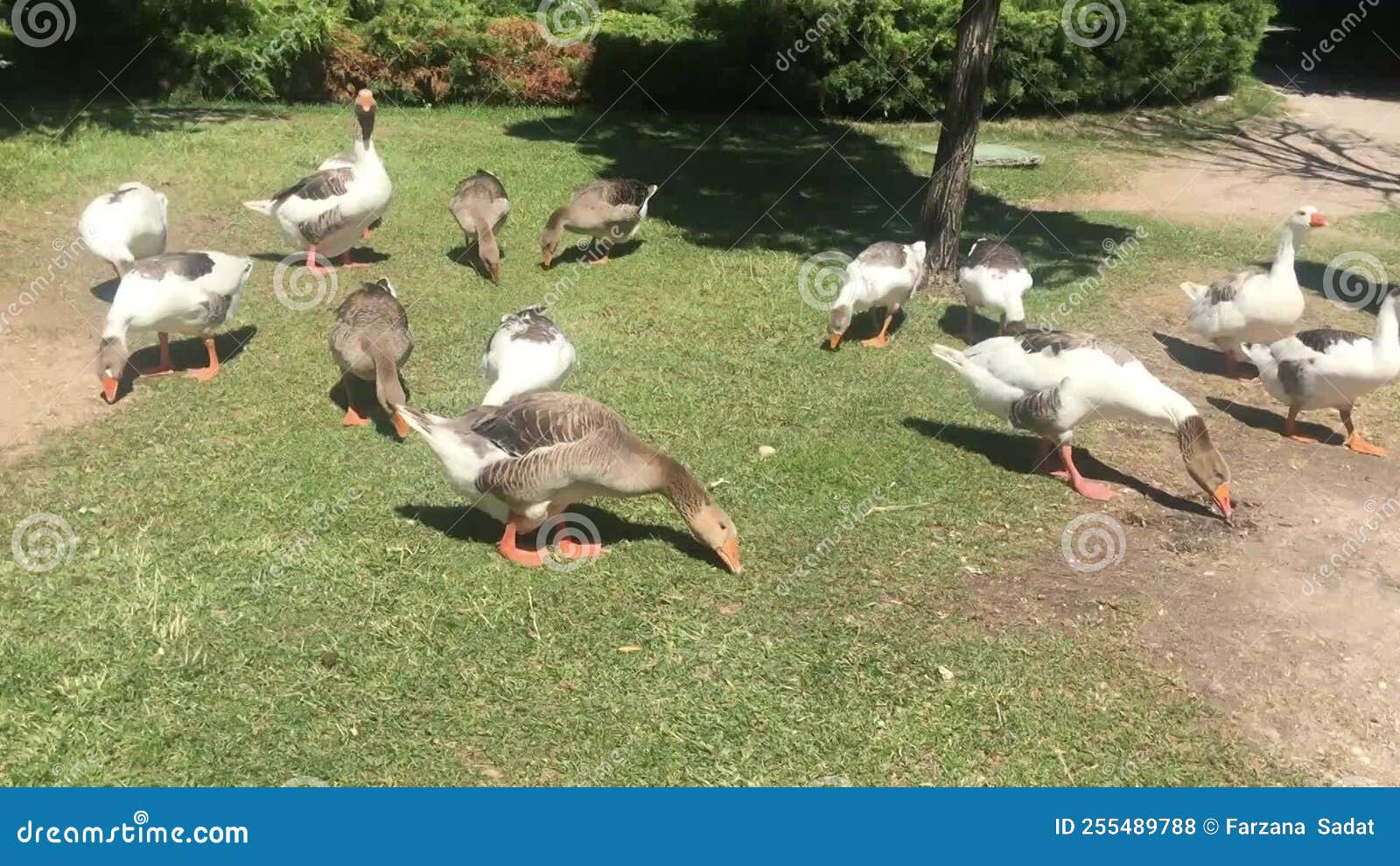 Goose in Eating and Walking Stock Footage - Video of waterfowl, bird ...