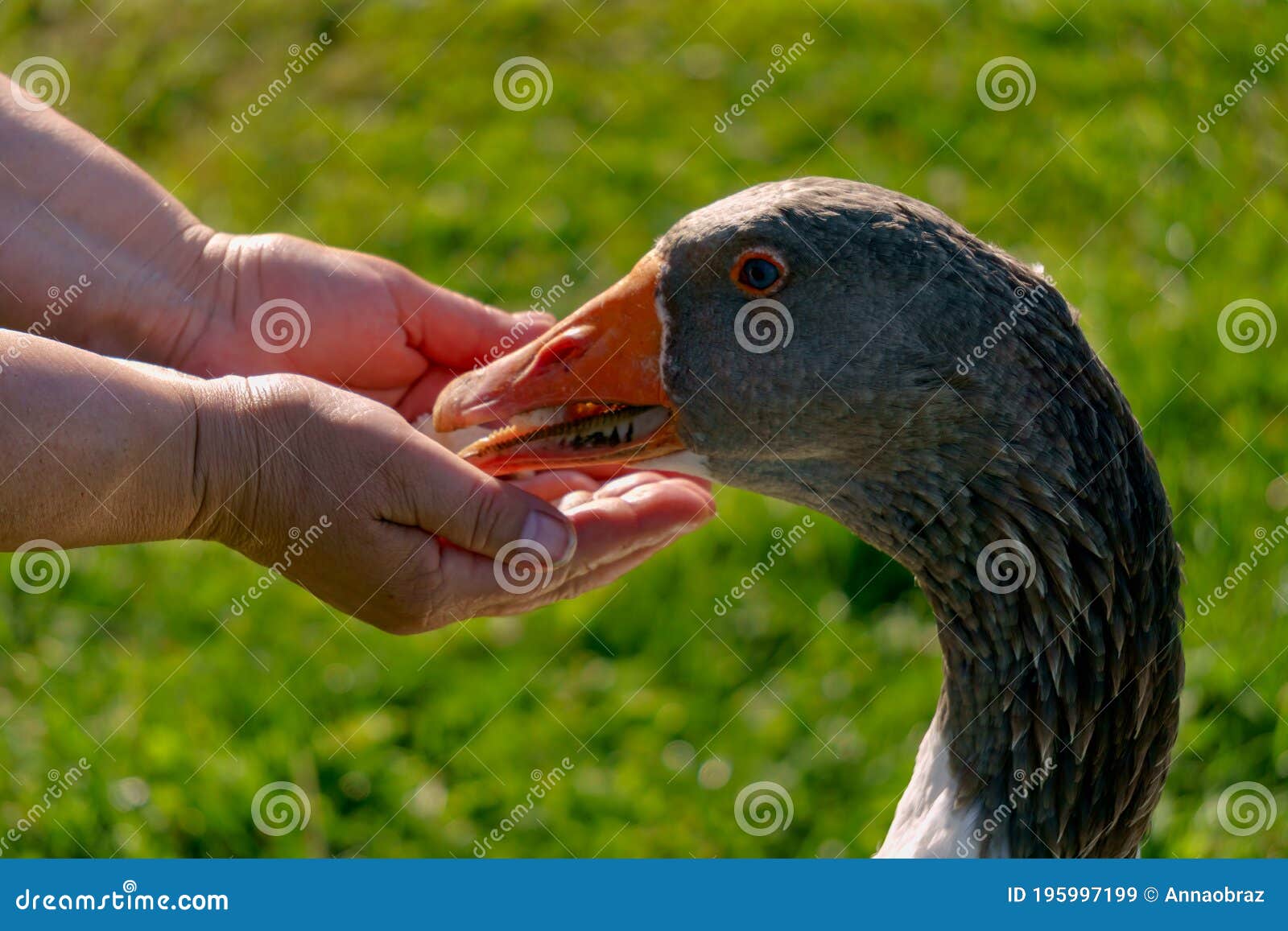 The Goose Eats Slices of Bread from the Palms of a Man Stock Image ...