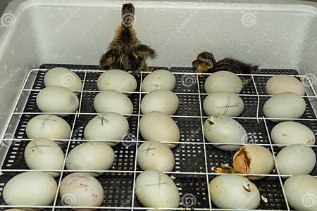 Goose Eggs in an Incubator. Goose Egg Incubation Stock Photo - Image of ...