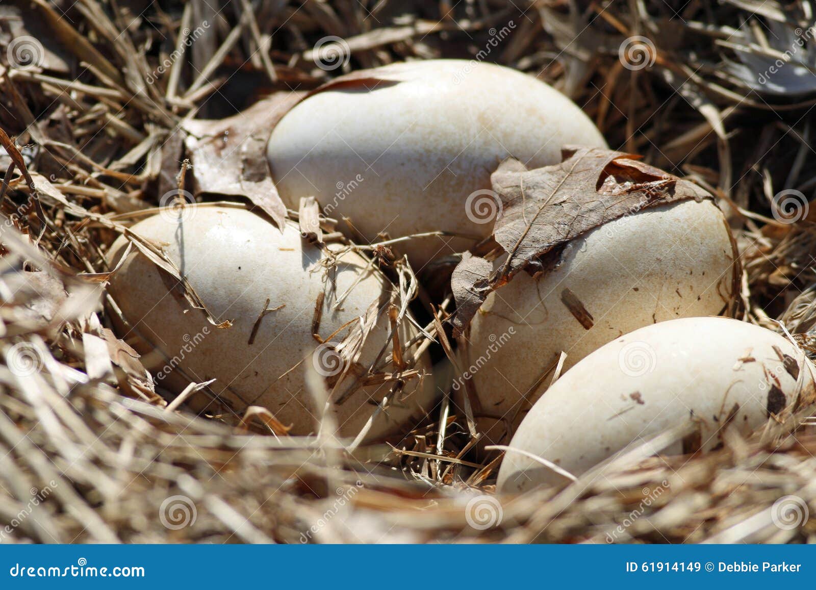 Goose Eggs stock image. Image of animal, goose, canada - 61914149