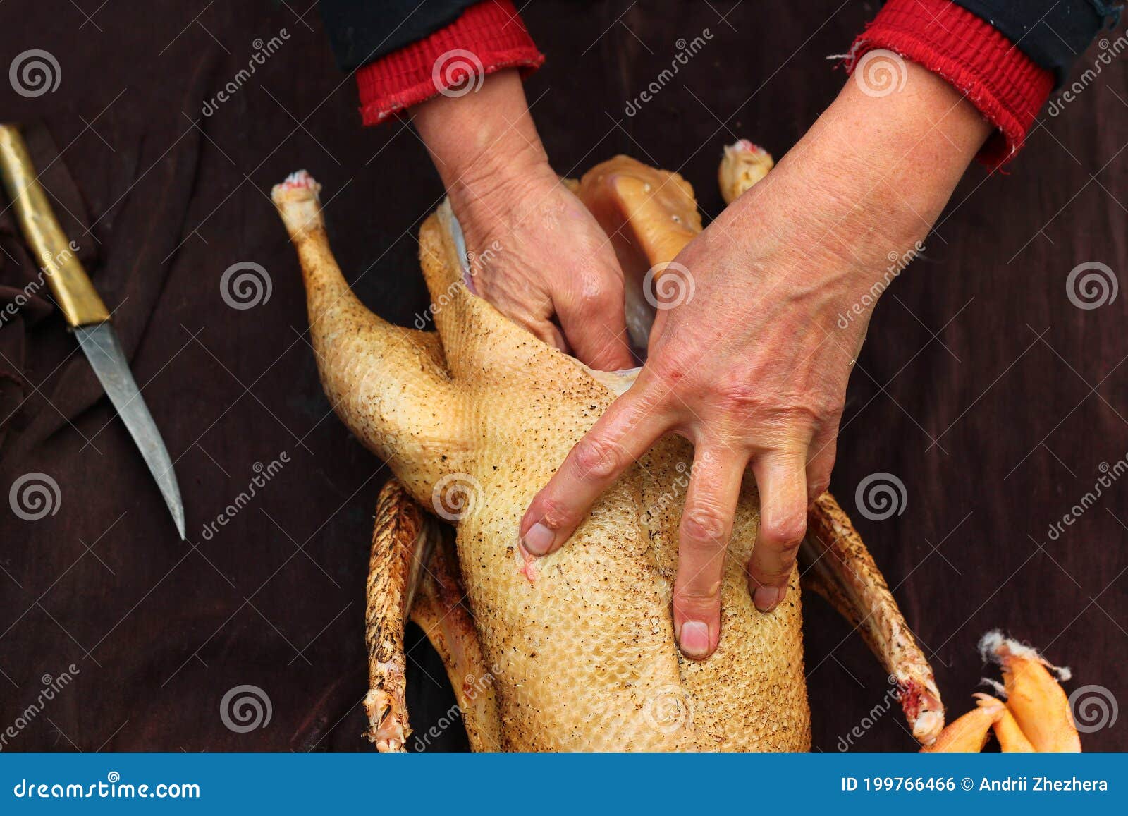 Goose Evisceration, Part of Poultry Processing. Removal of Innards and ...