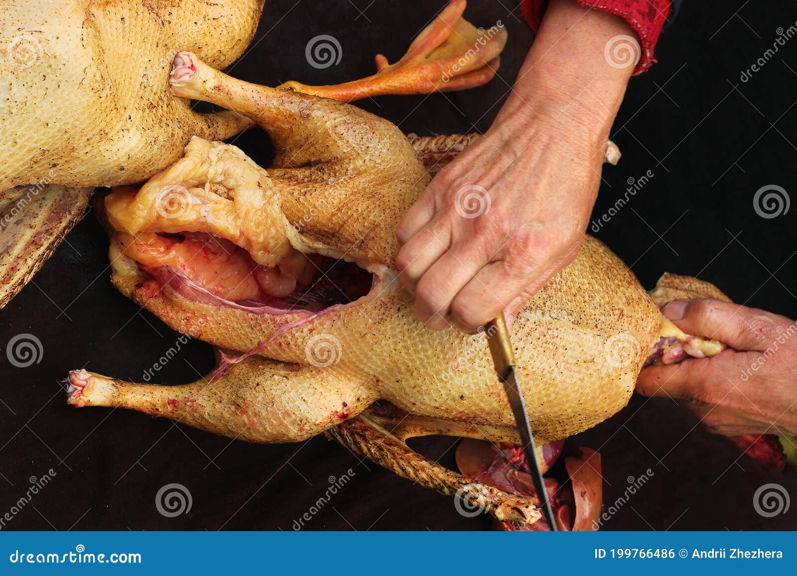 Evisceration Poultry Stock Photos - Free & Royalty-Free Stock Photos ...