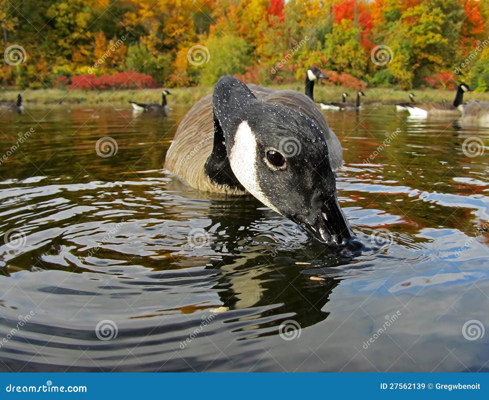 Goose Eye stock image. Image of migrate, baby, flock - 27562139