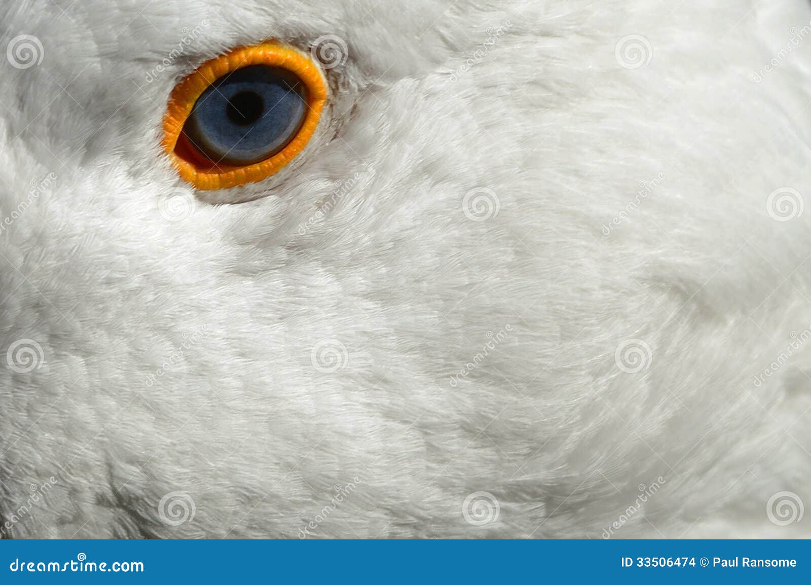 Goose Eye stock photo. Image of fauna, agriculture, birds - 33506474