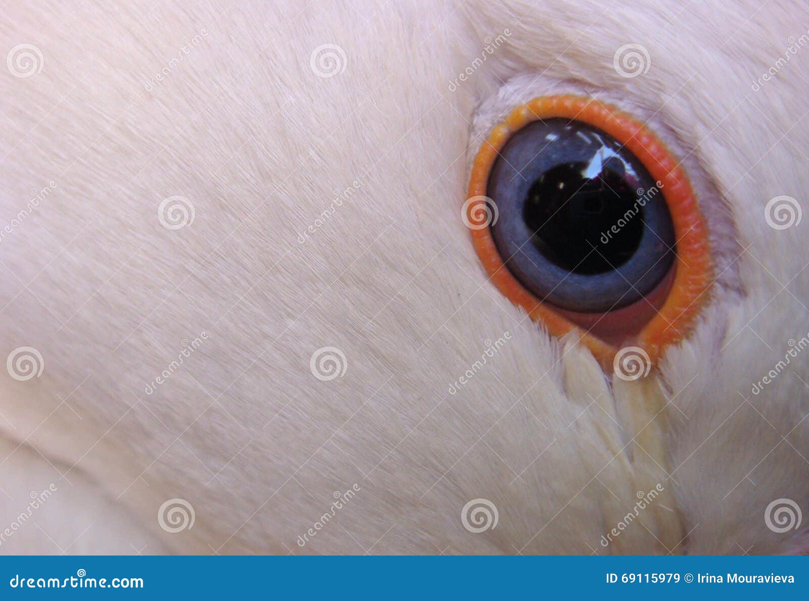 Goose eye stock image. Image of pupil, white, goose, macro - 69115979