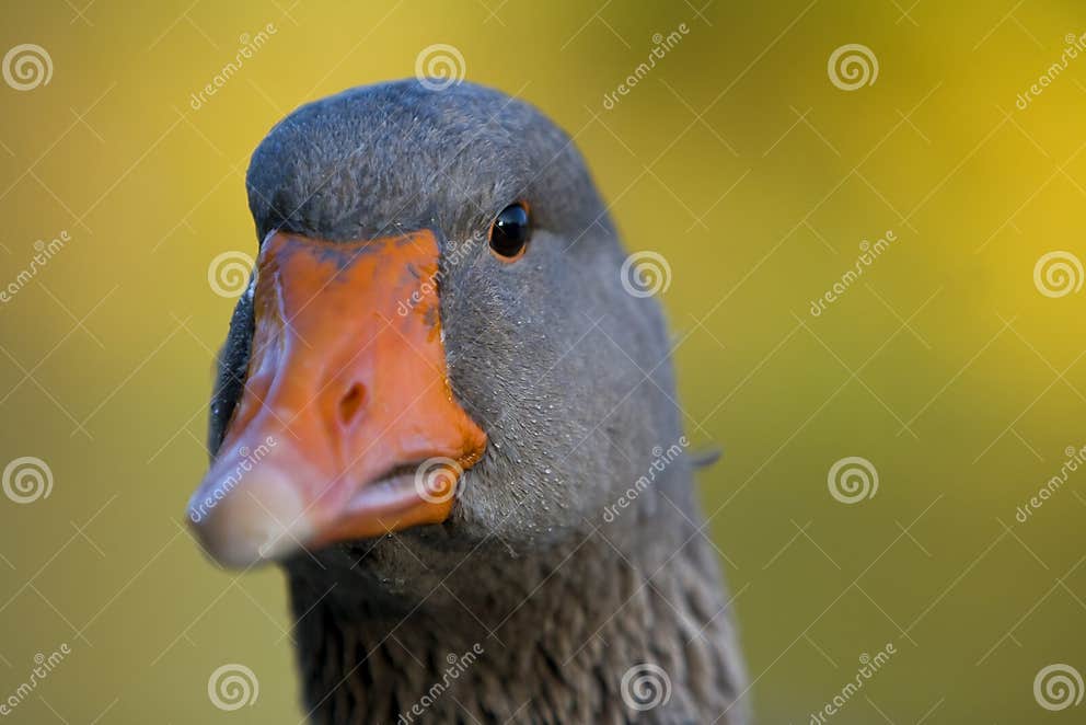 Goose eyes stock photo. Image of floating, feathers, beak - 12500594
