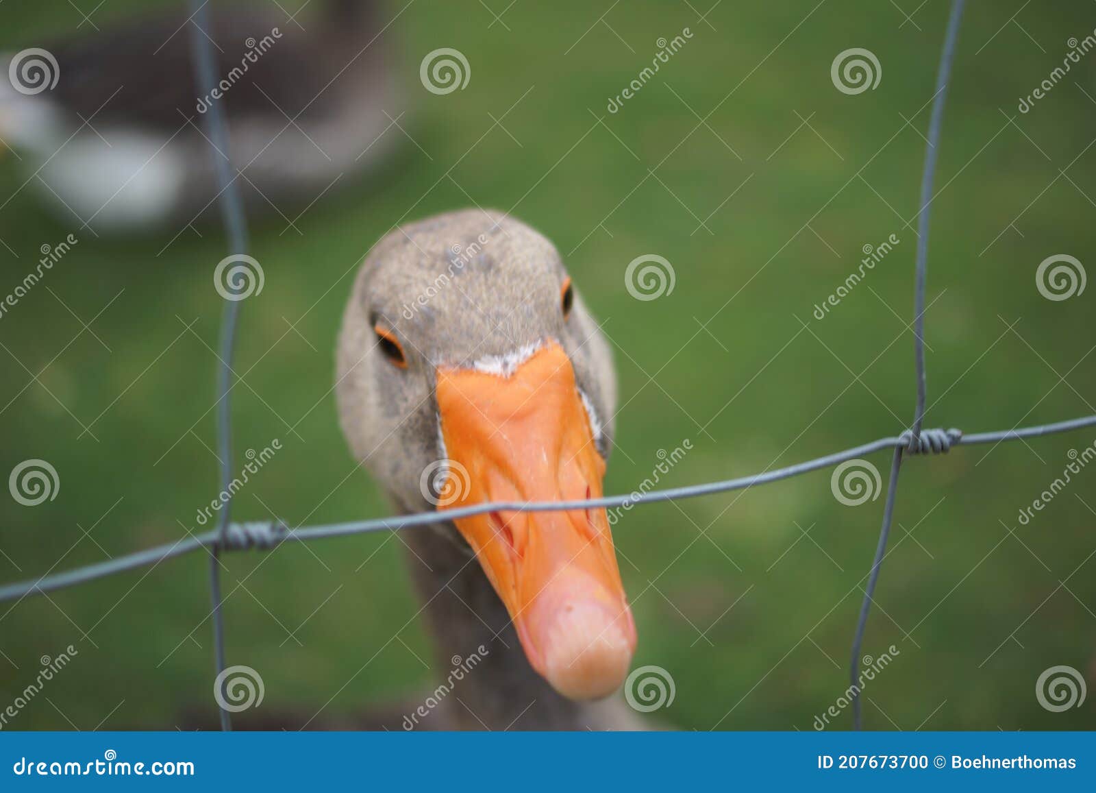 Goose eyes stock photo. Image of goose, bird, detail - 207673700