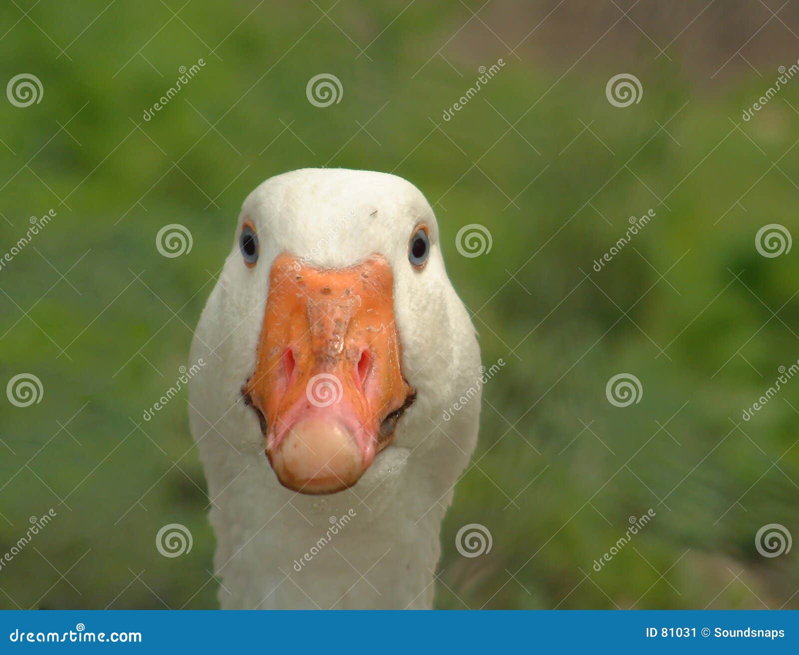 Goose Face Close Up stock image. Image of beak, farmyard - 81031