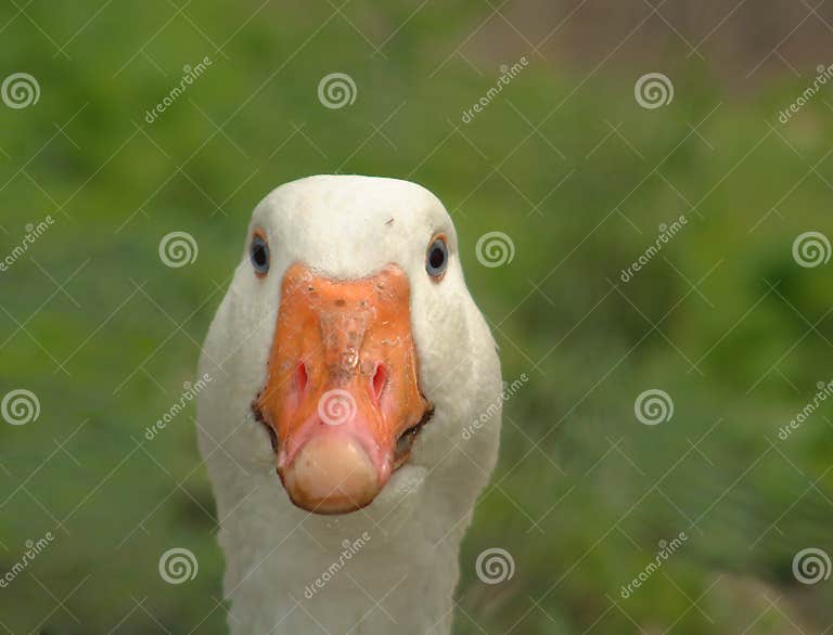 Goose Face Close Up stock image. Image of beak, farmyard - 81031