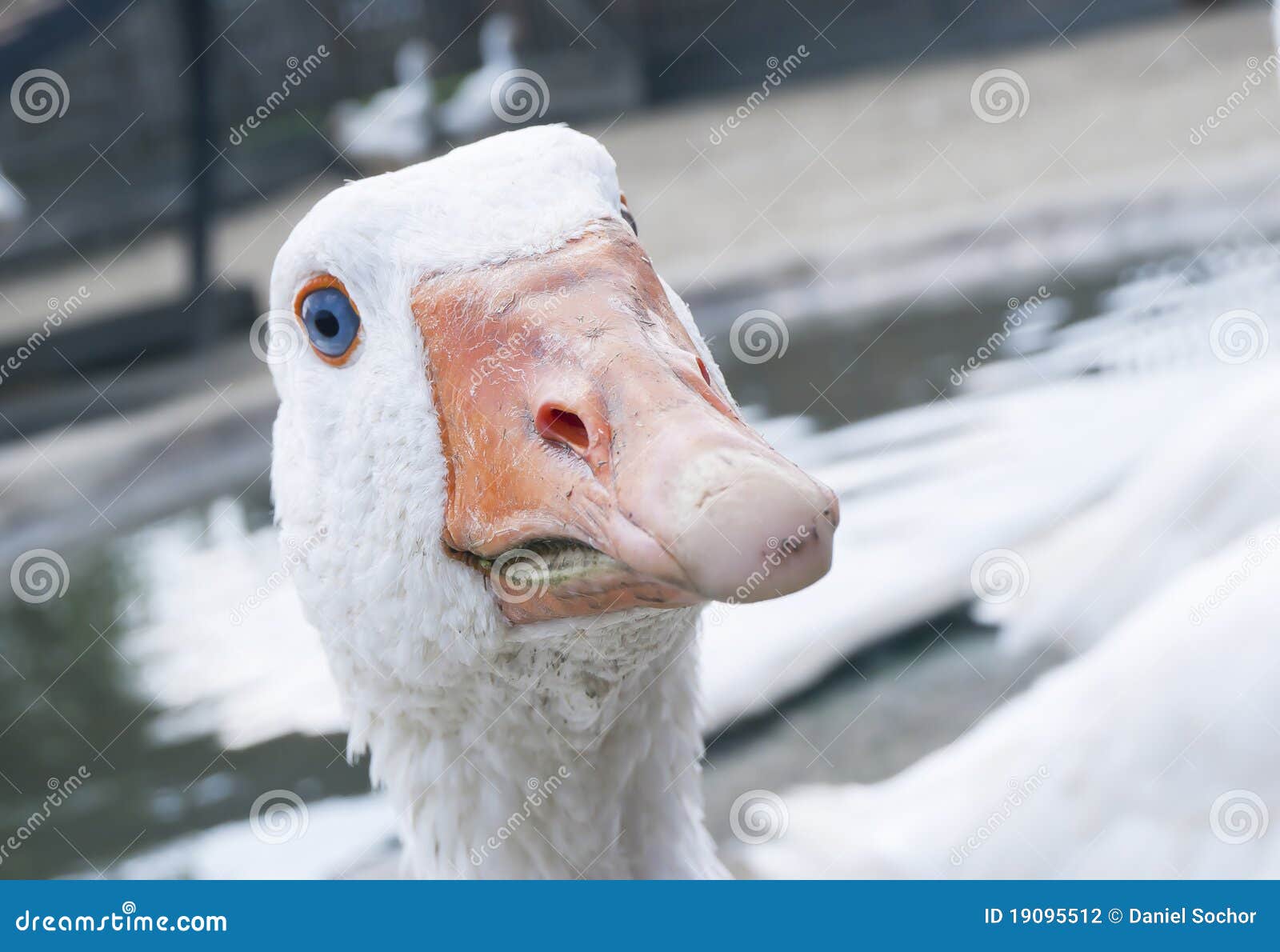 Goose face looking stock photo. Image of beautiful, sight - 19095512