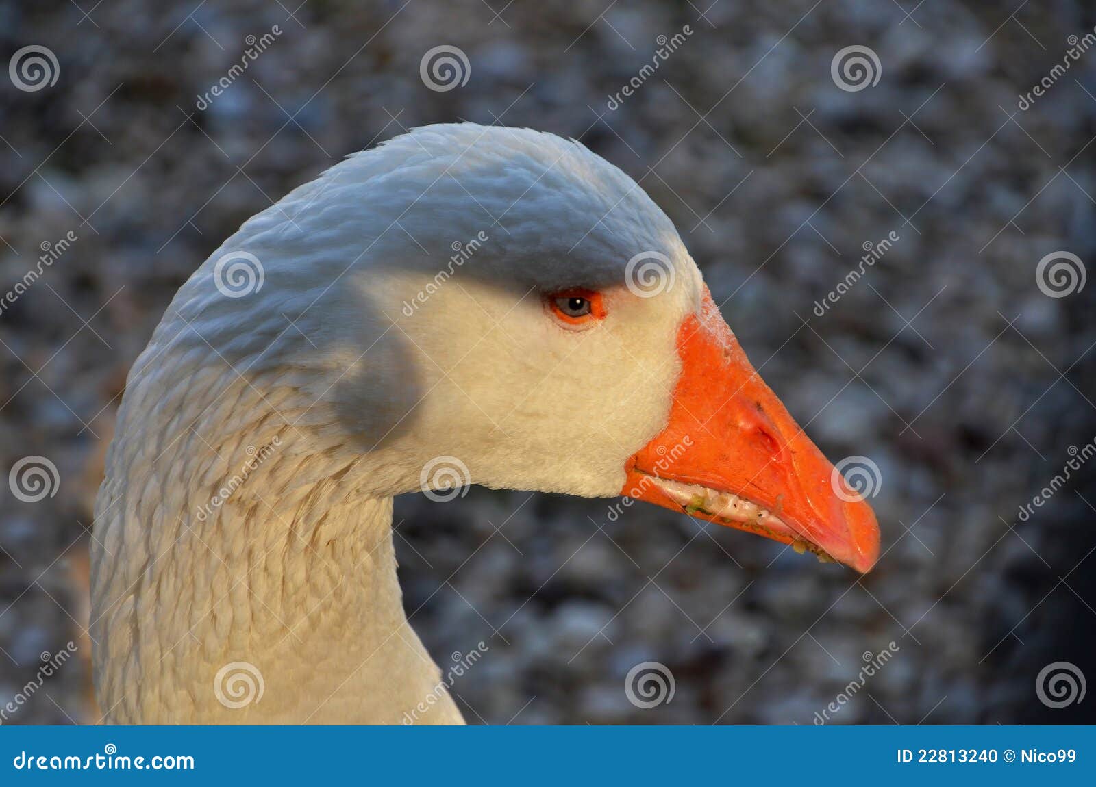 Goose face portrait stock photo. Image of aquatic, farms - 22813240