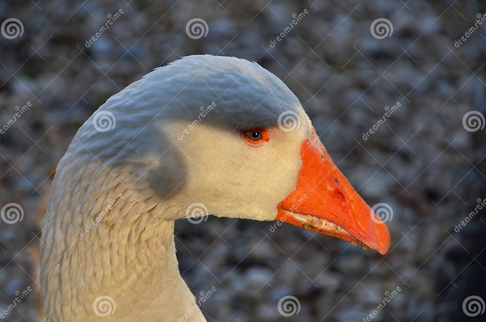 Goose face portrait stock photo. Image of aquatic, farms - 22813240