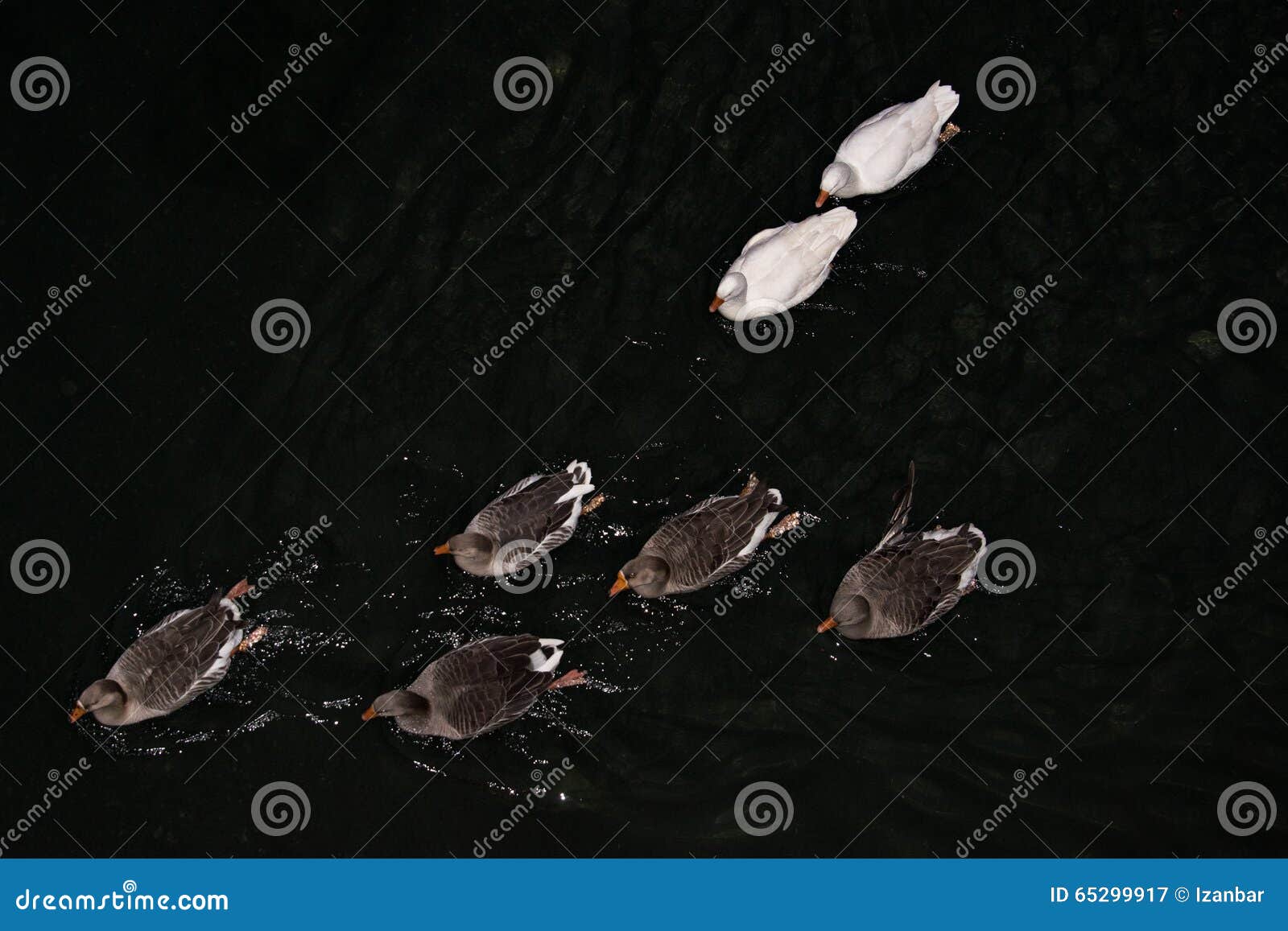 Goose Family at Night in the River Stock Image - Image of natural ...