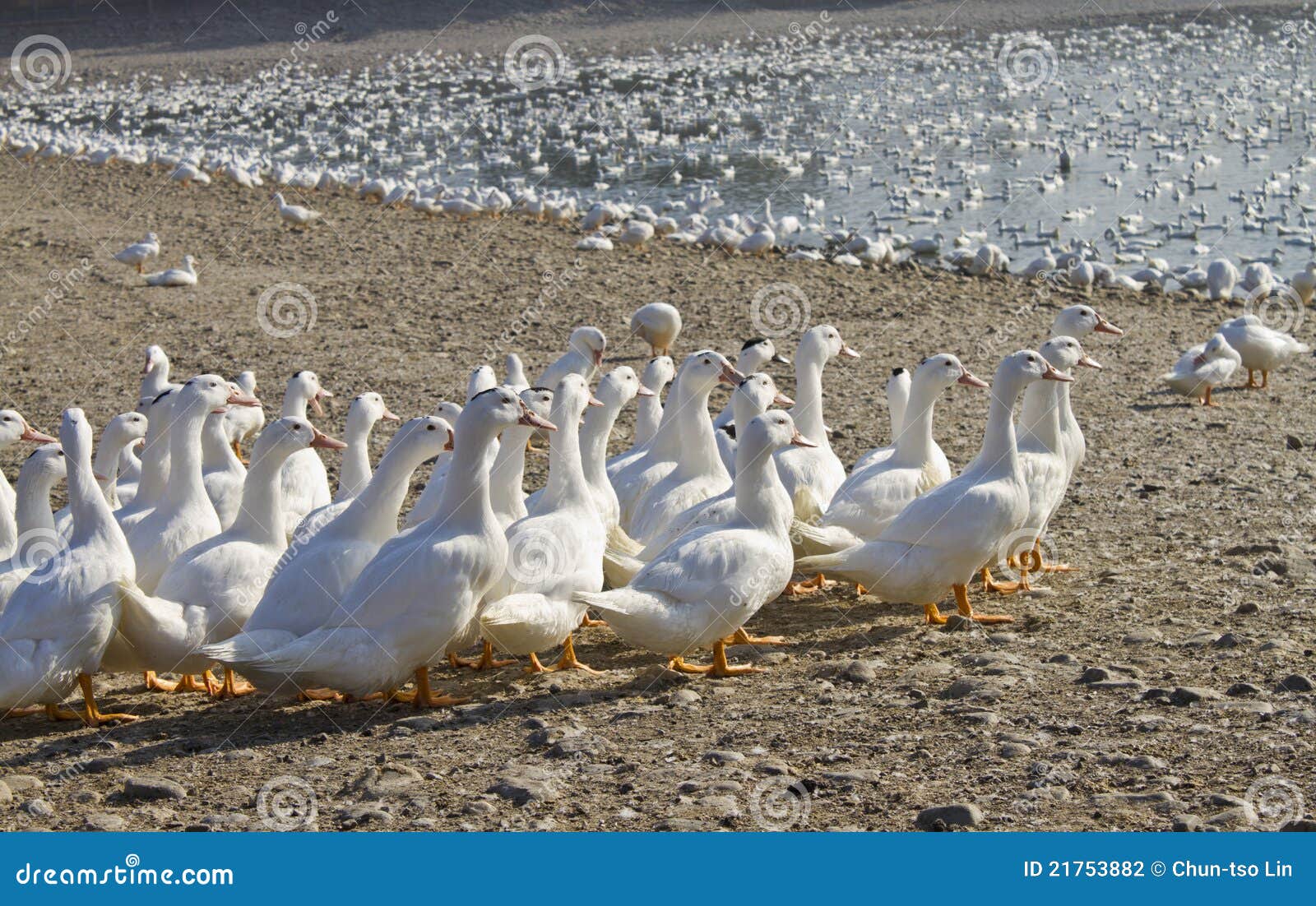 Goose farm stock photo. Image of farm, feather, bird - 21753882
