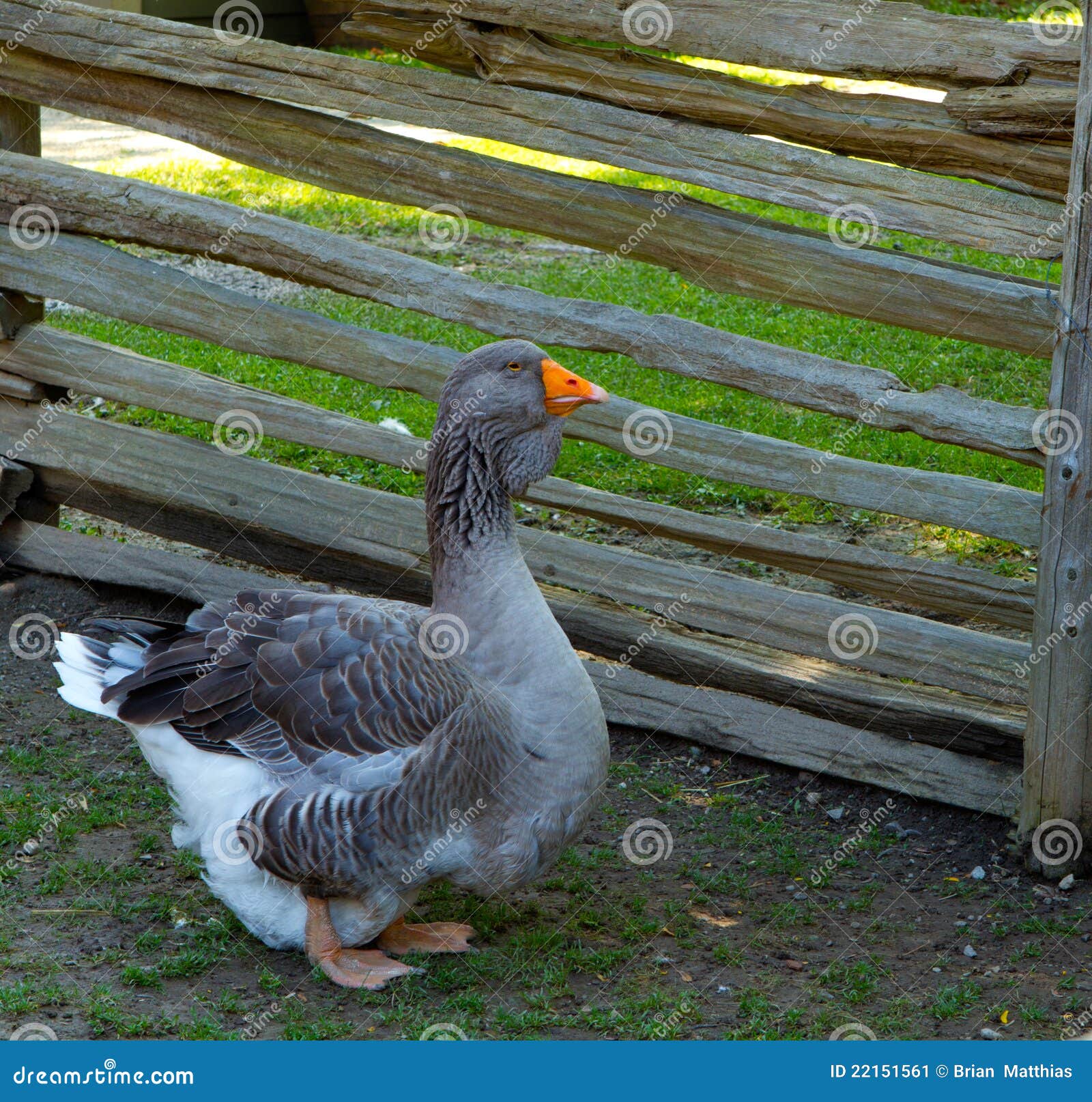 Goose in a farm stock image. Image of goose, fence, beak - 22151561