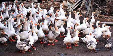 Goose on farm stock image. Image of fowl, agriculture - 23607481