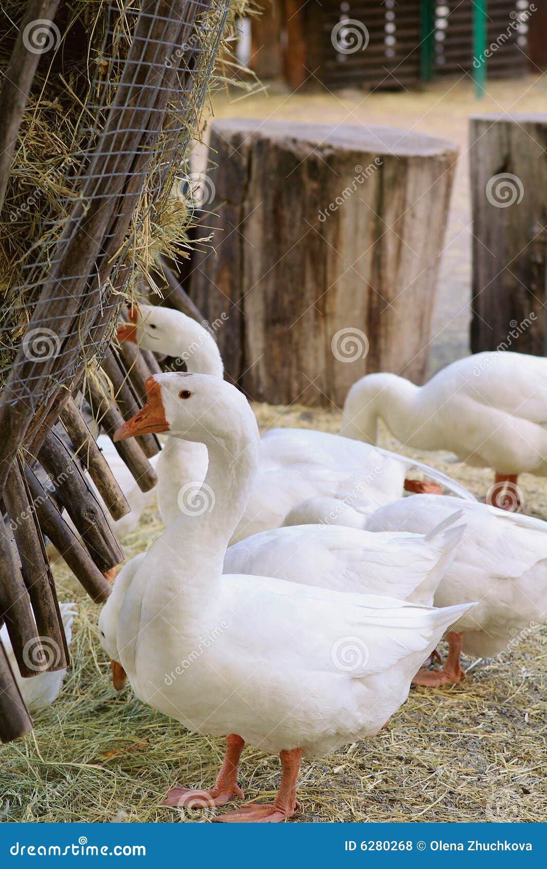 Goose farm stock photo. Image of grass, herd, crowd, pasture - 6280268