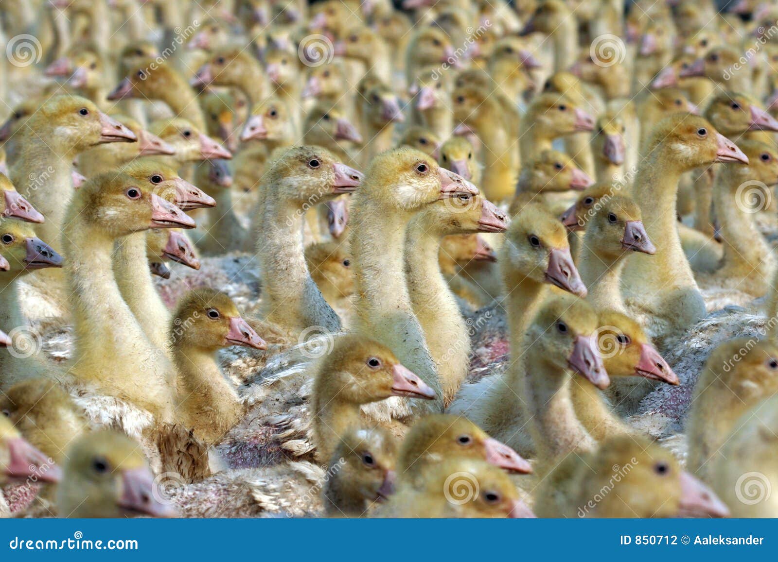 Goose farm stock photo. Image of emergency, nature, peril - 850712