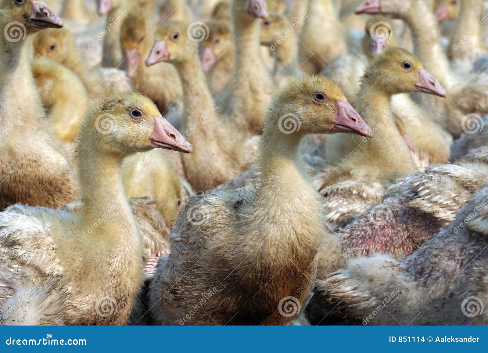 Goose farm stock photo. Image of animals, life, numerous - 851114