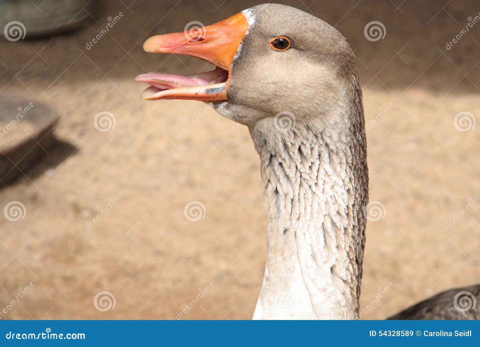 Goose stock image. Image of tongue, goose, brazil, animal - 54328589