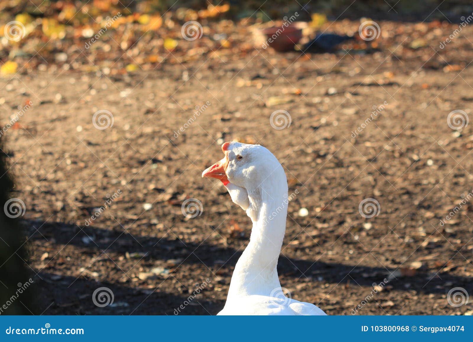 Goose on the farm stock photo. Image of alone, eyes - 103800968