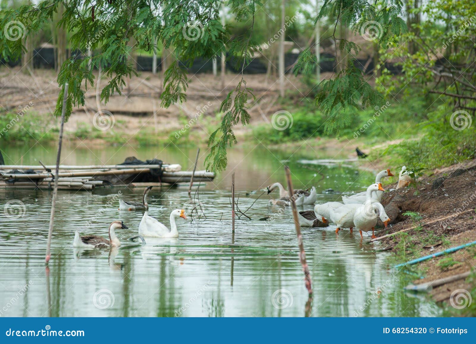 Goose farm stock photo. Image of gooses, embden, fowl - 68254320